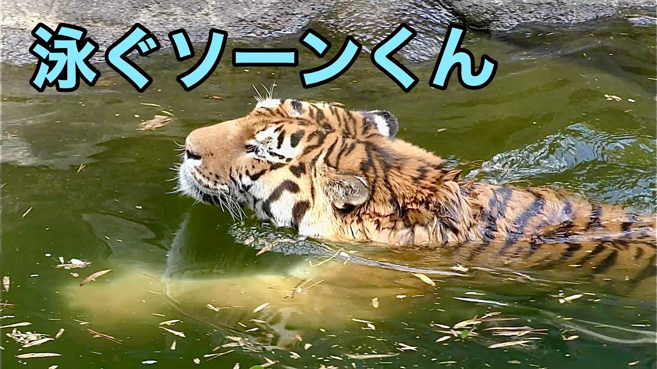アムールトラ ソーンくん 泳ぐのが得意です【浜松市動物園】Amur tiger Son-kun Hamamatsu Zoo - YouTube