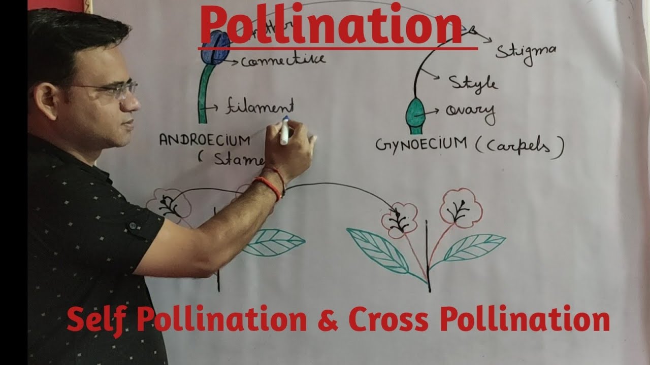 Pollination ( परागण ) , Types of Pollination - YouTube