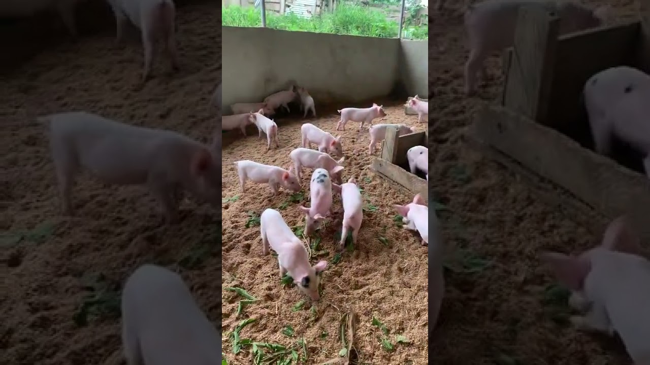 One month old piglet. - YouTube