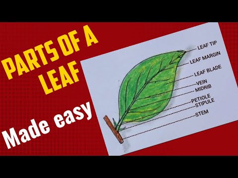 How to draw parts of a leaf easily /leaf drawing/ leaf diagram in easy ...