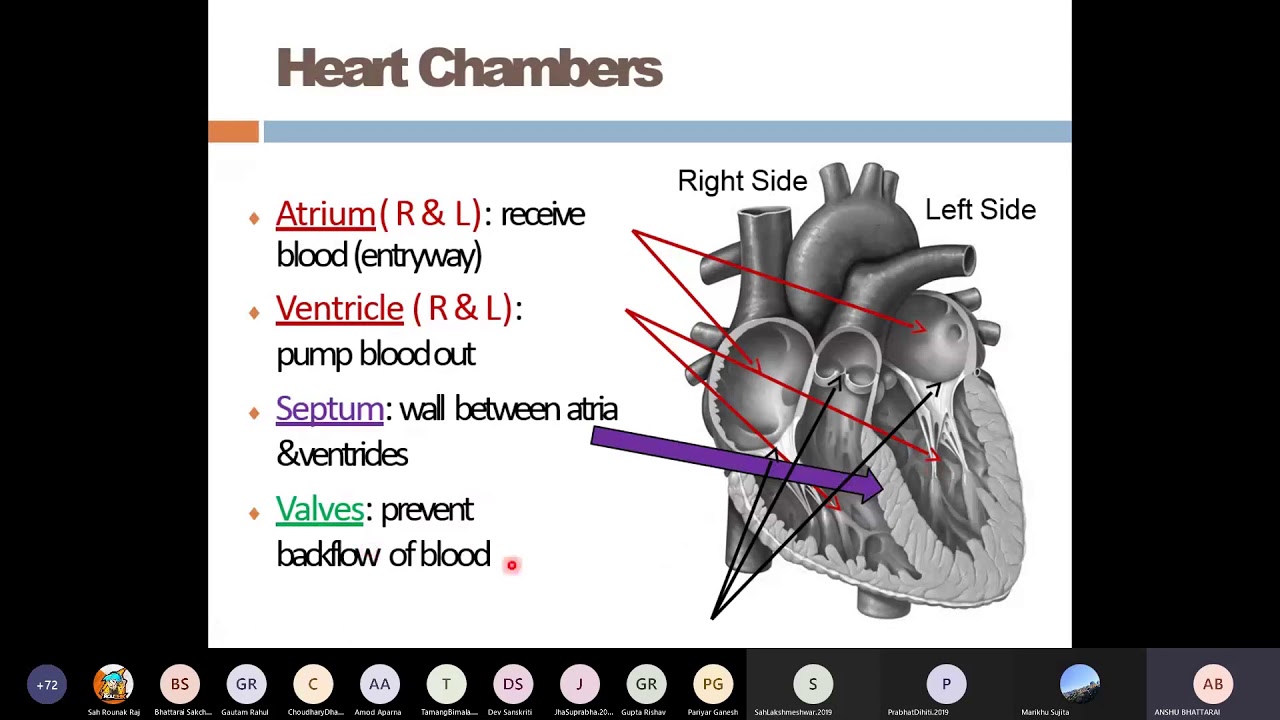 CVS Heart as a mechanical pump | MBBS Lecture - YouTube