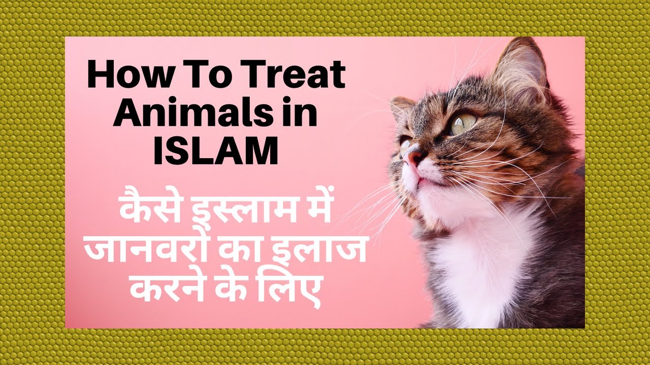 How To Treat Animals in Islam.اسلام میں جانوروں کے ساتھ کیسے سلوک کیا ...