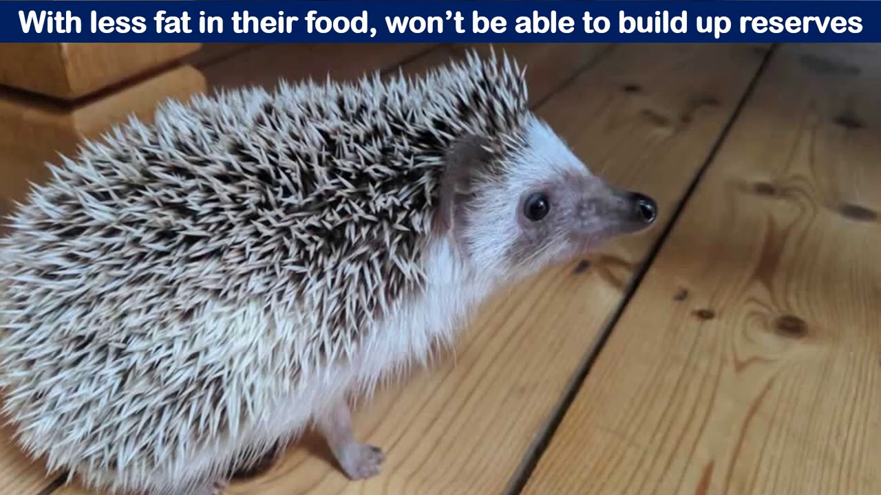 Hedgehog hibernation signs - YouTube