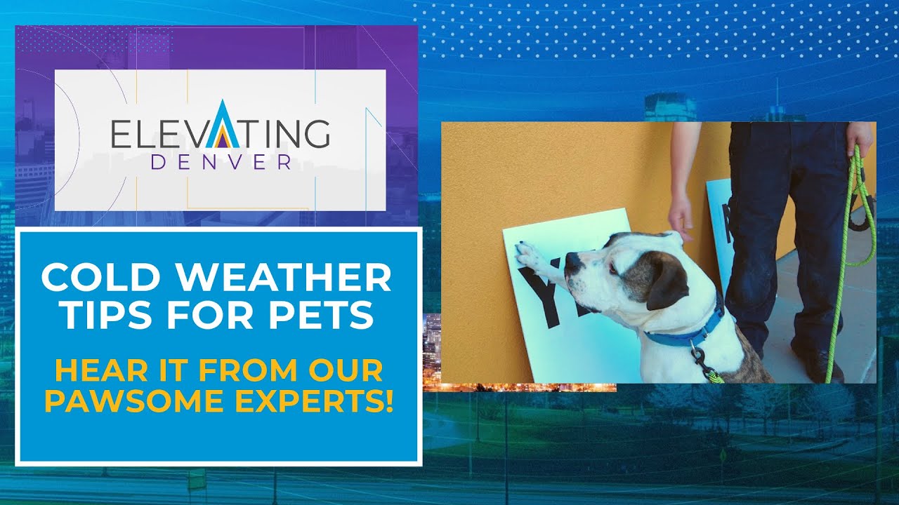 Cold Weather Pet Tips - Elevating Denver - YouTube