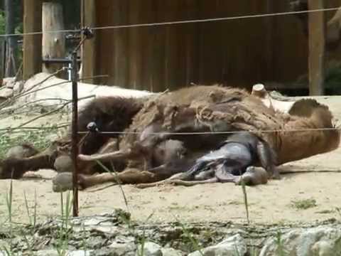 Camel gives birth in Riga Zoo - YouTube