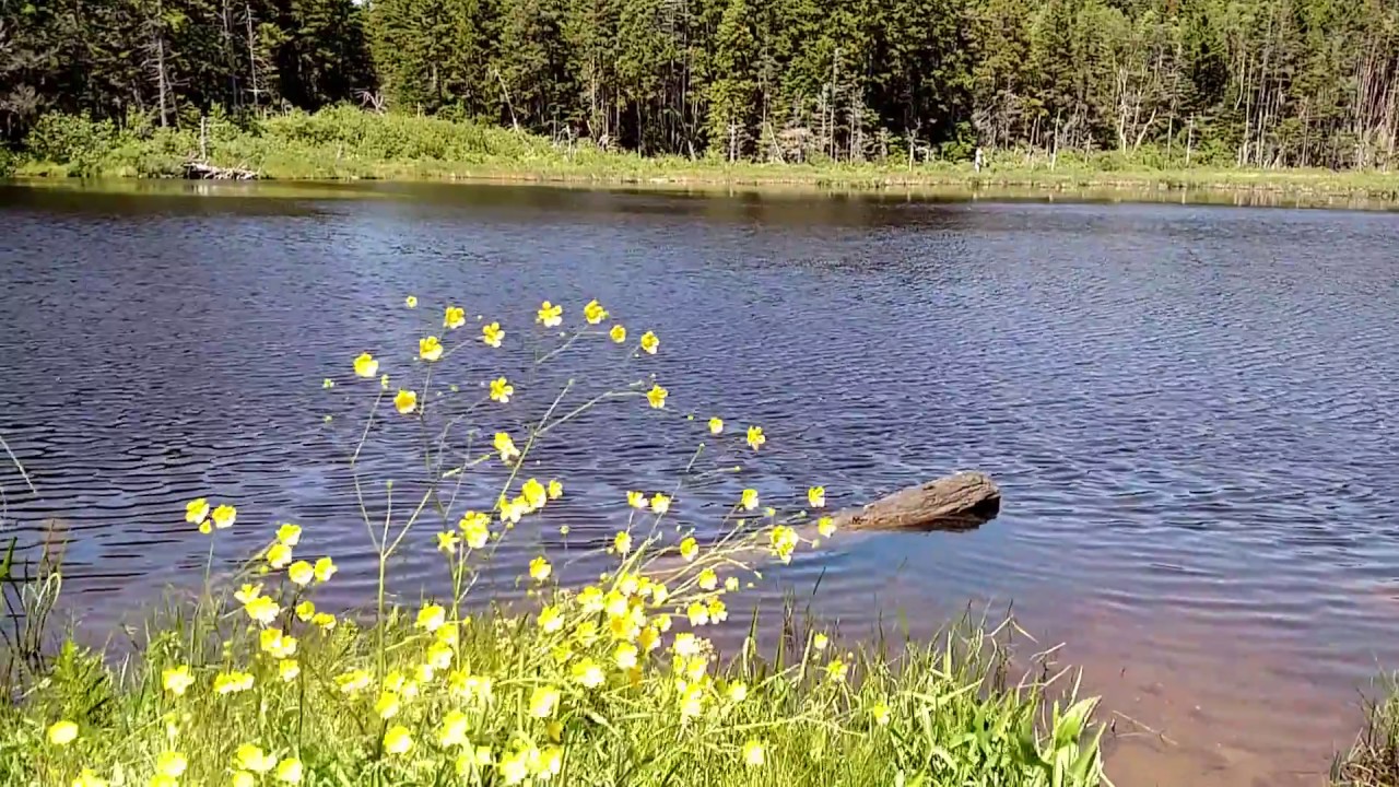 Serene Pond with Light Frog Sounds - One and a Half Minute Meditation ...