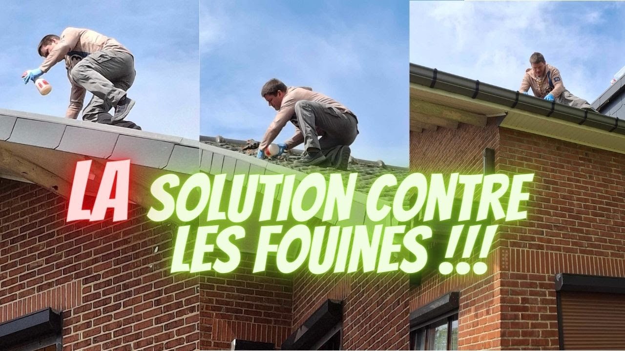 Comment se débarrasser des fouines ? - YouTube