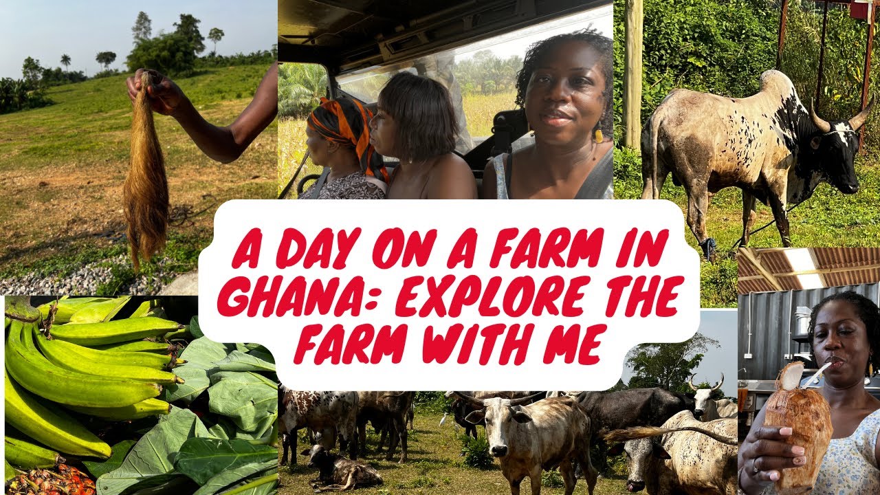 A day on the Farm in Ghana | Explore the Farm with me | Cooking a local ...