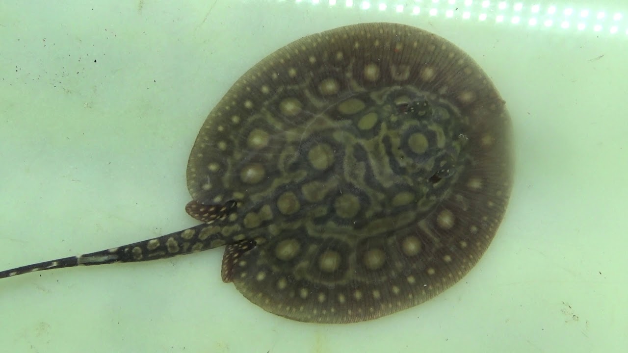 Hybrid Male Stingray 034 - YouTube