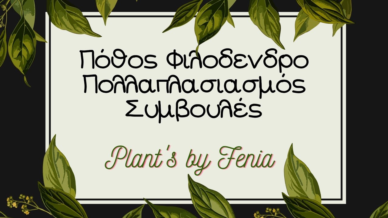 Φυτά Εσωτερικού χώρου🍃Πόθος Φιλοδενδρο🍃 Πολλαπλασιασμός Συμβουλές - YouTube