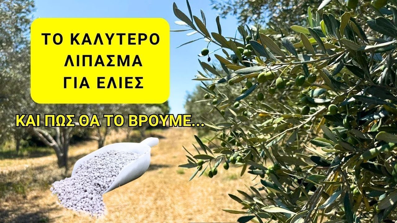 ΤΟ ΚΑΛΥΤΕΡΟ ΛΙΠΑΣΜΑ ΓΙΑ ΕΛΙΕΣ.... - YouTube