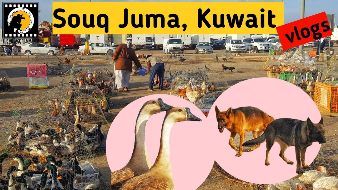 Souq Juma | Kuwait Friday Animal Market | #kuwait #teluguvlogs - YouTube