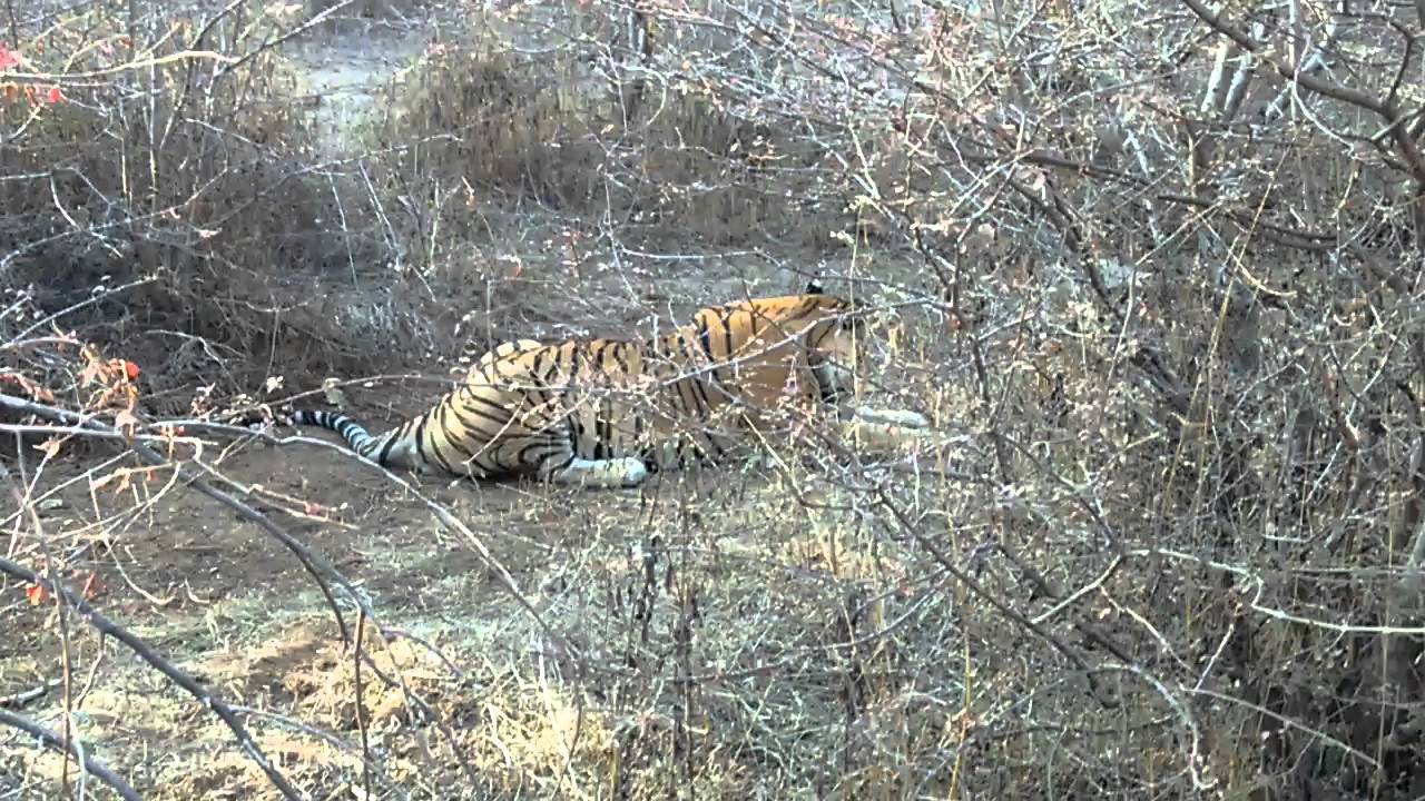 T-42 Fateh - The Biggest Tiger of Ranthambore - YouTube