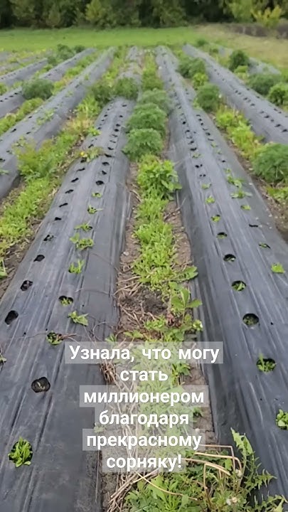Полынь, польза. Декоративный кустарник #украшениеклумбы #клумба , # ...