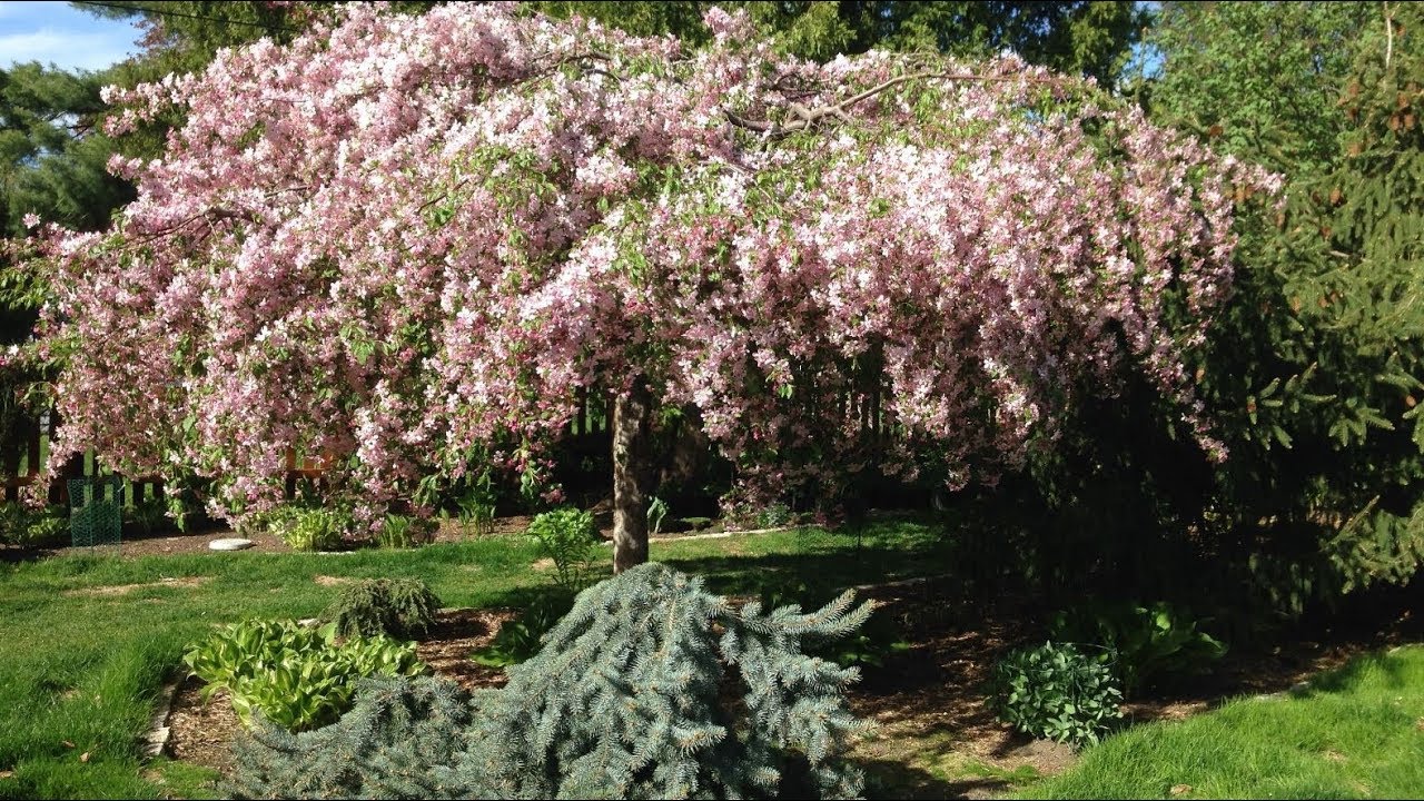 Trees: Take a Garden Tour for High Impact Garden Design! - YouTube