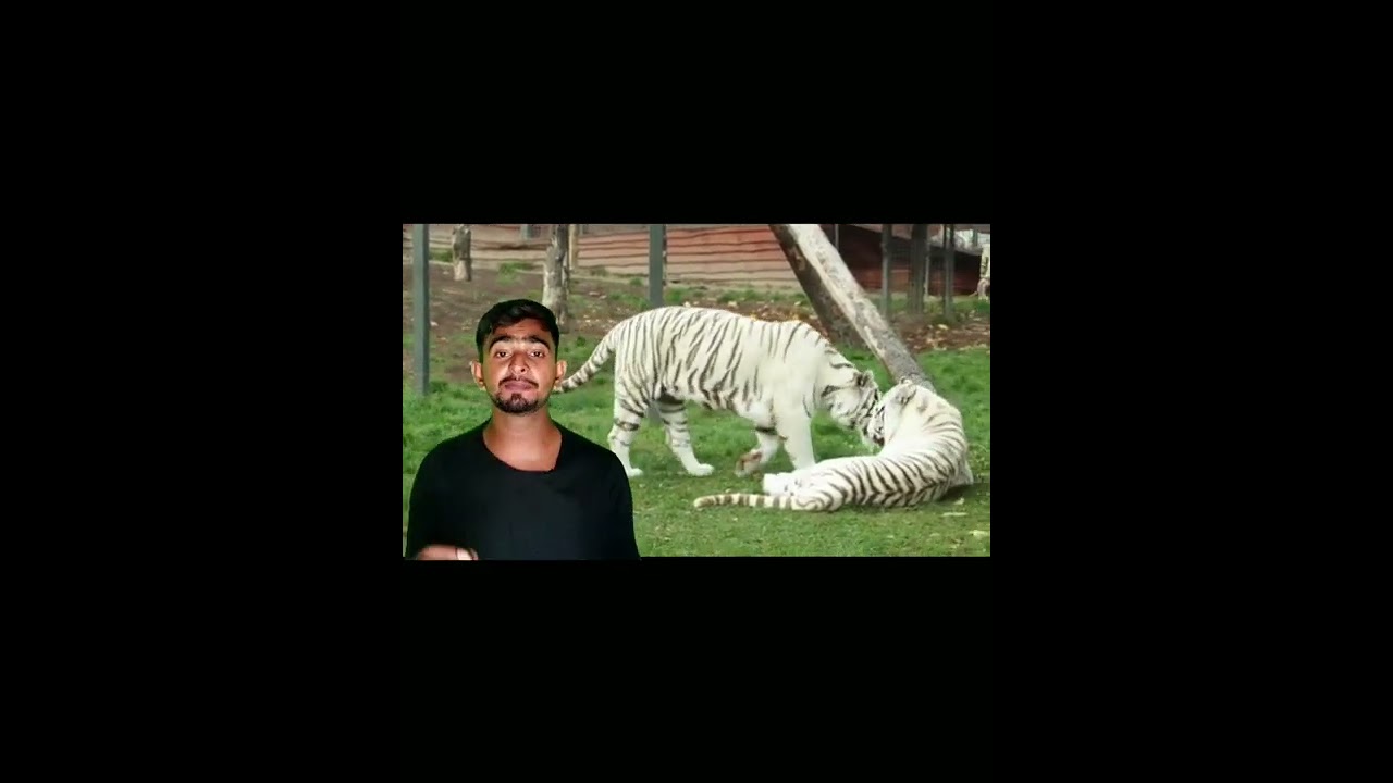 World's first White Tiger Safari opens in Madhya Pradesh #shorts - YouTube