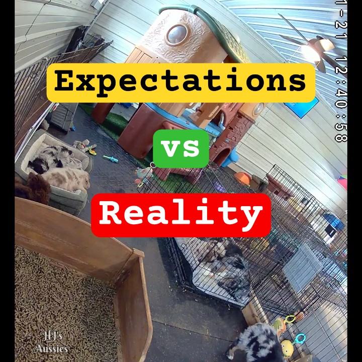 First time puppy owner expectations vs reality #puppy #pets - YouTube