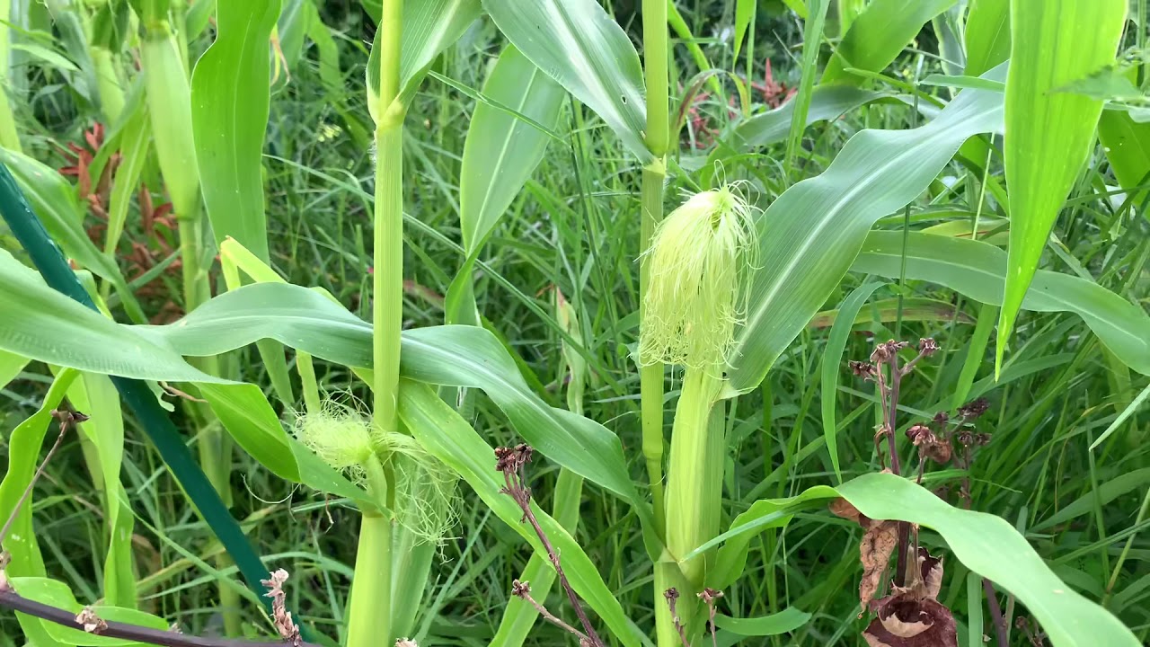 Damaun KS Super Sweet Corn Silk Beginning to Dry (06/13/2021) - YouTube