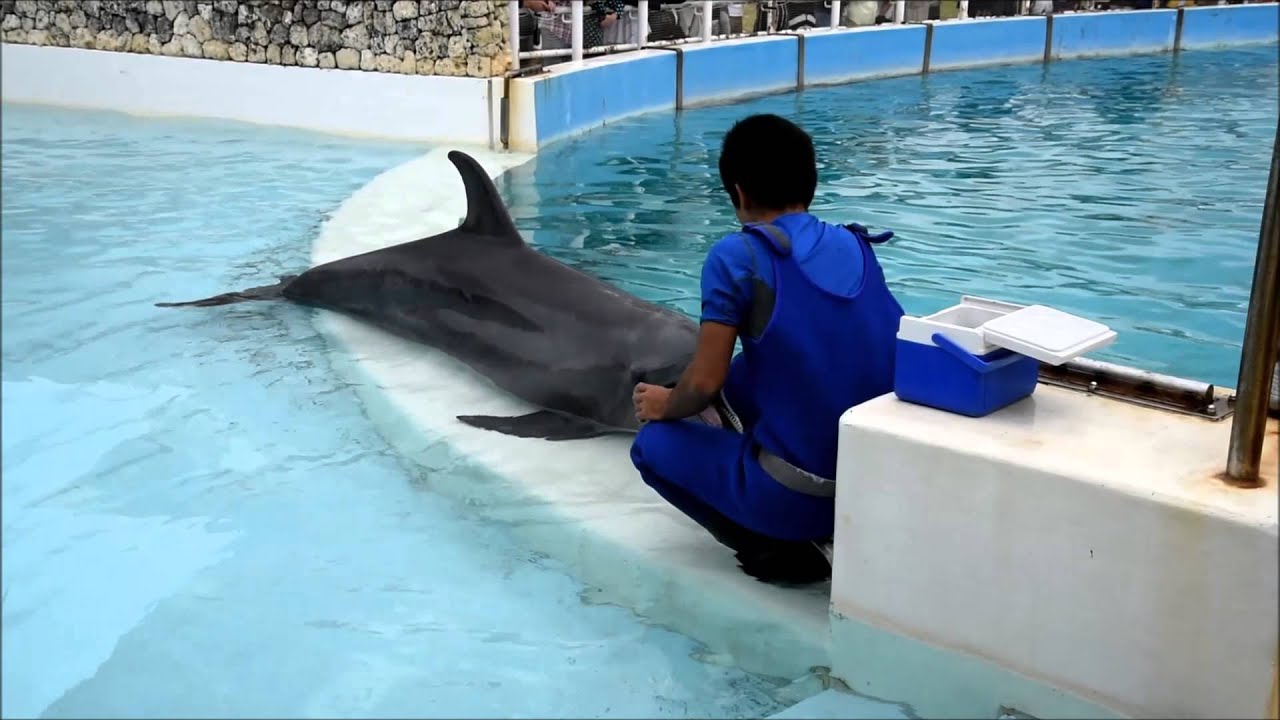 2014 Japan Holiday - Okinawa Churaumi Aquarium - Dolphin Show (Part 1 ...