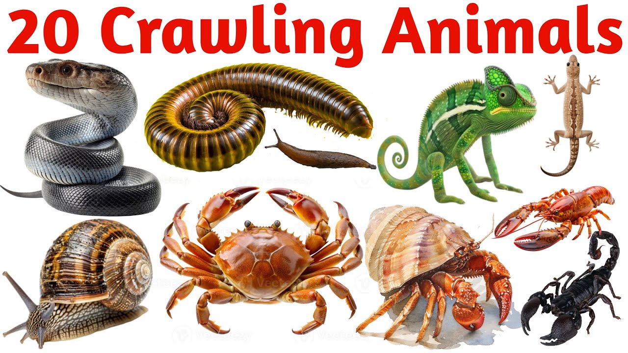 Learn 20 Crawling Animals 🐍🐌 | Insects & Reptiles Names for Kids ...