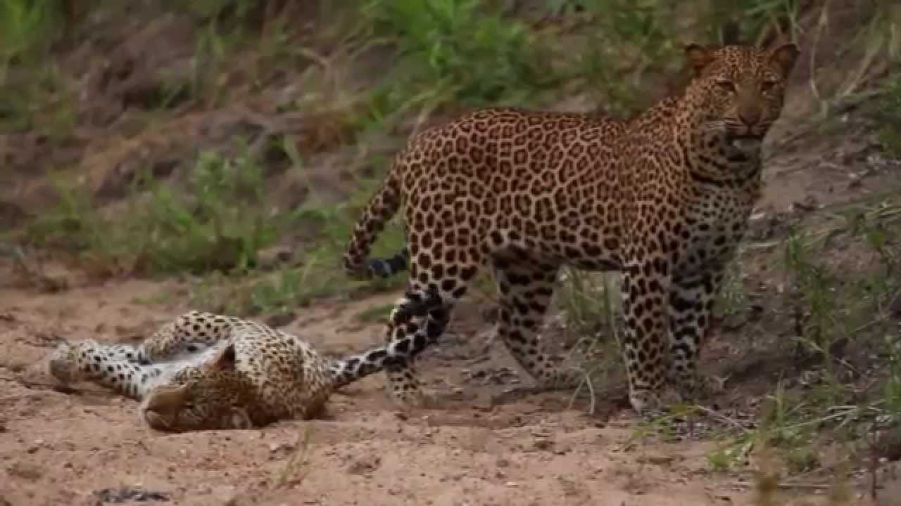 Rare footage of Leopards mating in the Kruger National Park - YouTube