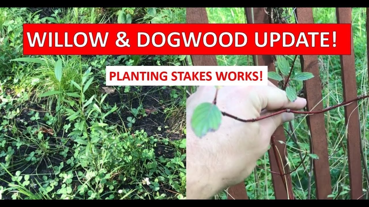 Willow & Dogwood Stake Planting UPDATE - IT WORKS! - YouTube
