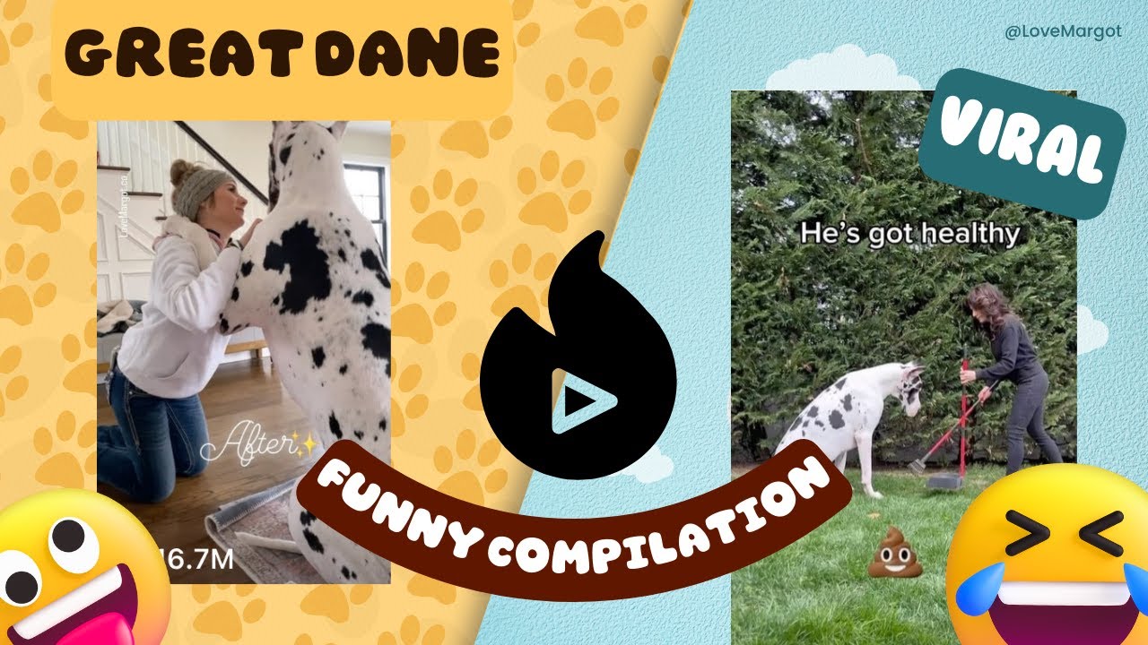Laugh Out Loud with Epic & Viral Great Dane Moments - Must-See ...