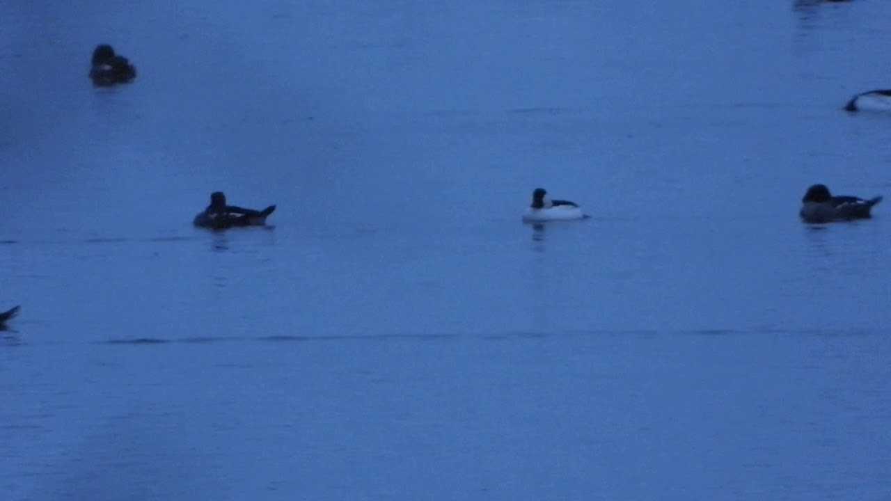 hybrid Bufflehead x Common Goldeneye courtship display - YouTube