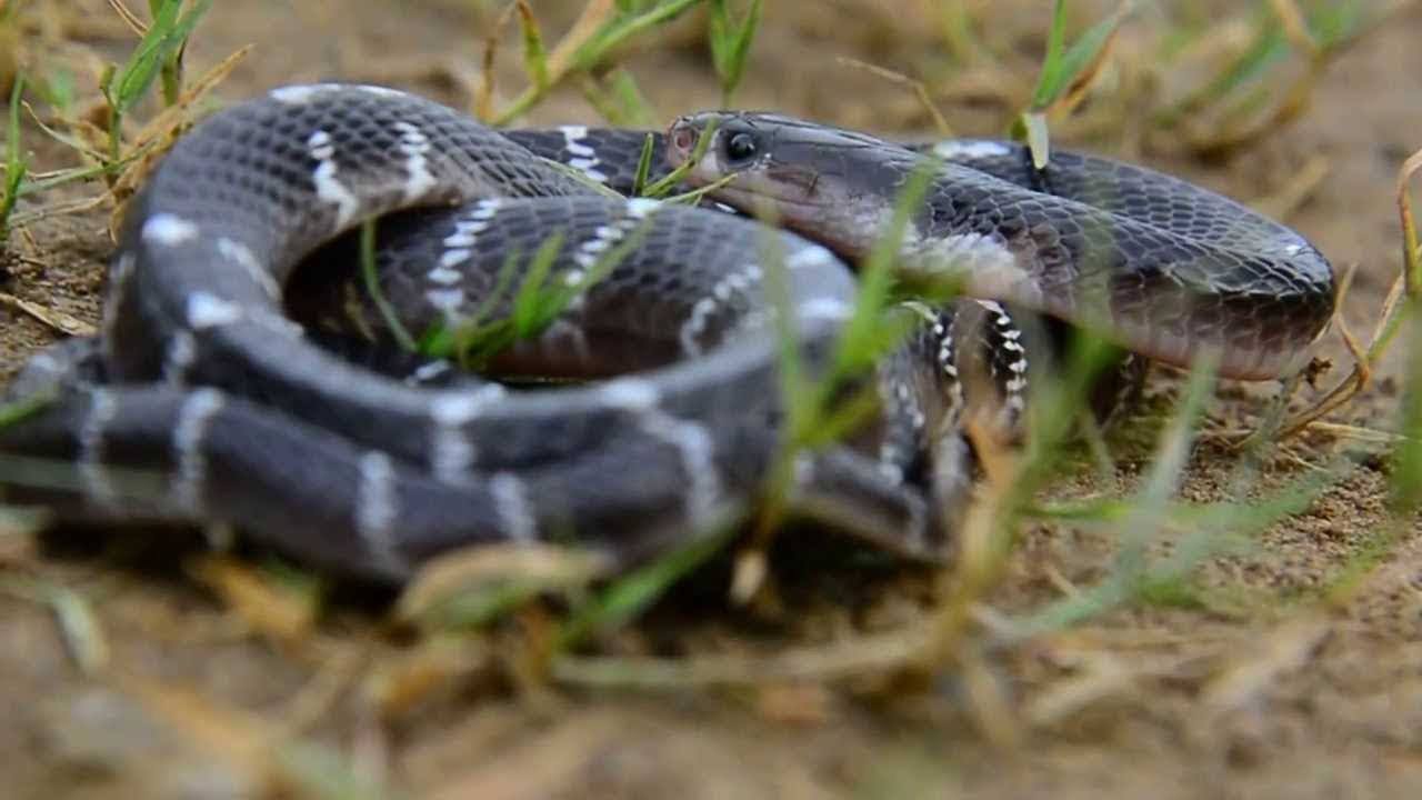 common krait deadliest indian snake - YouTube