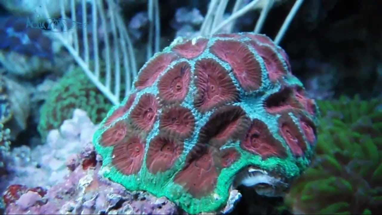 Red Pineapple coral (Favites sp) || AquaFishViet.com - YouTube