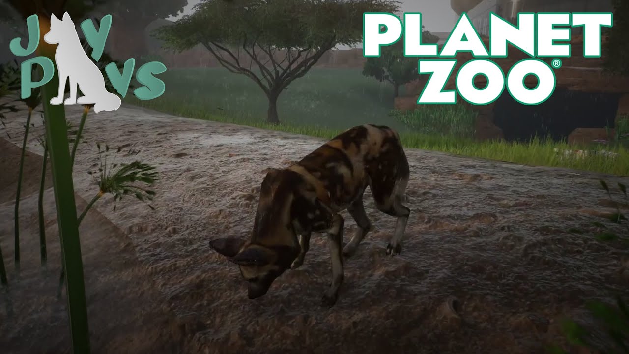 A Growing Wild Dog Pack! | Planet Zoo - YouTube