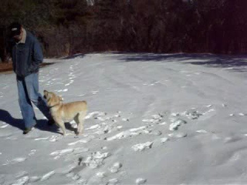 Happy Puppy Dance Dog and Eric Shuffle dancing or shuffling - YouTube