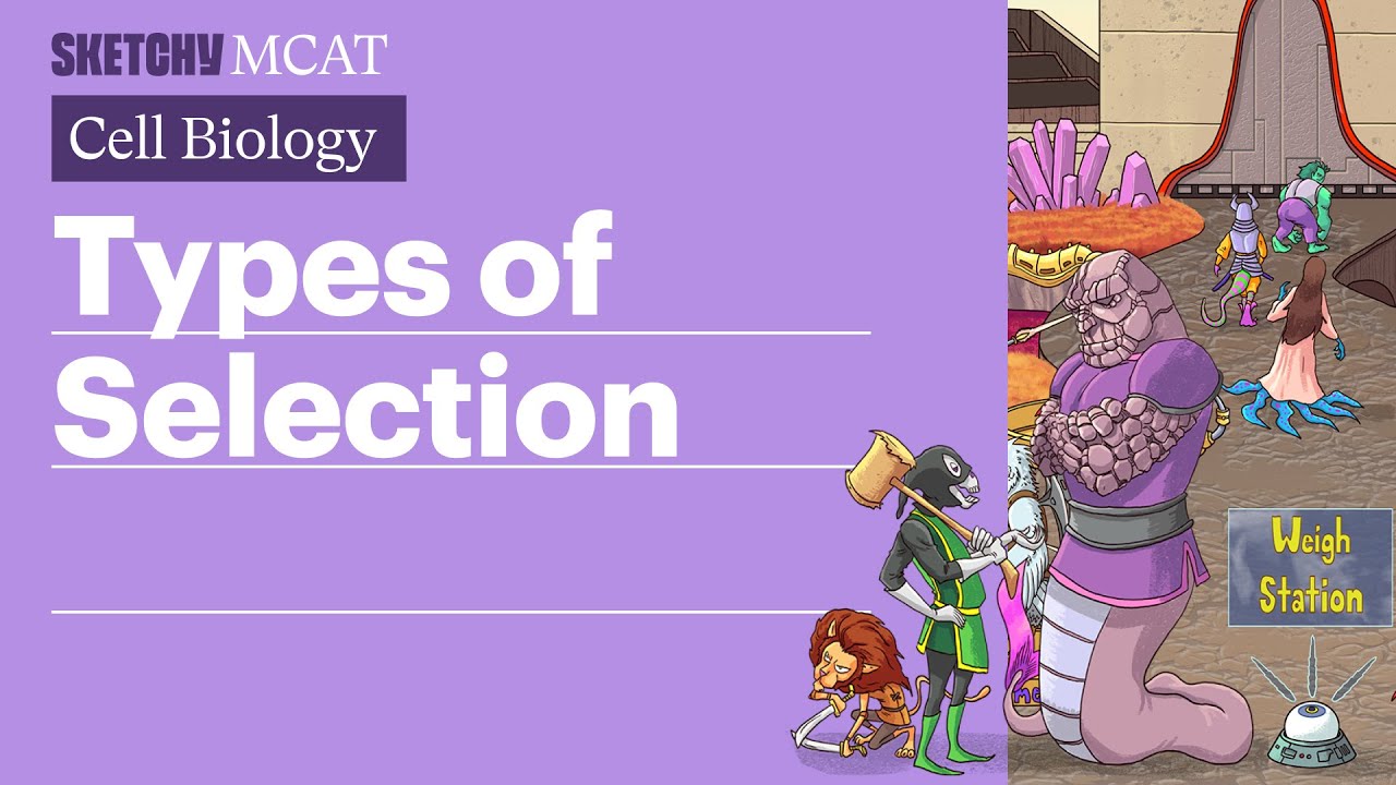 Types of Selection: Exploring Patterns & Phenotypes (Full Lesson ...