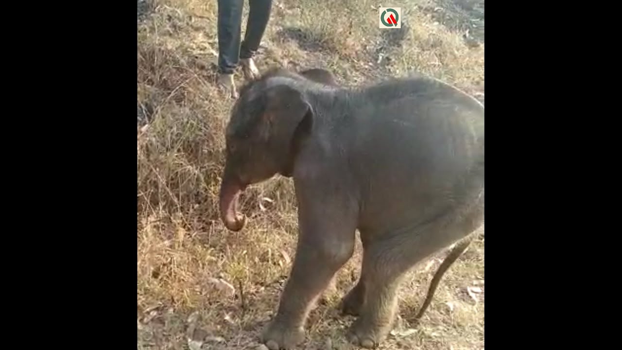 Baby elephant separated from its mother seeks human solace - YouTube
