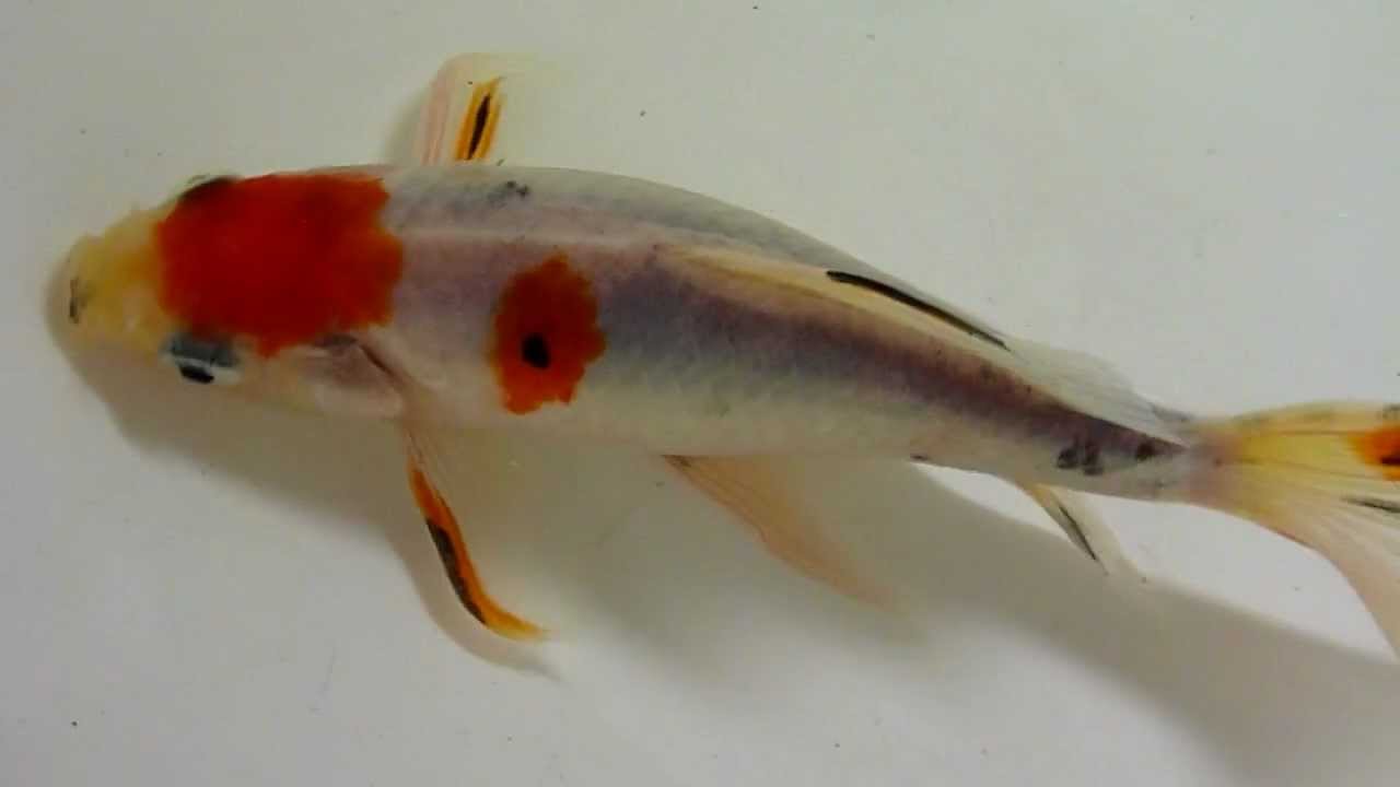 Shubunkin Red head - YouTube