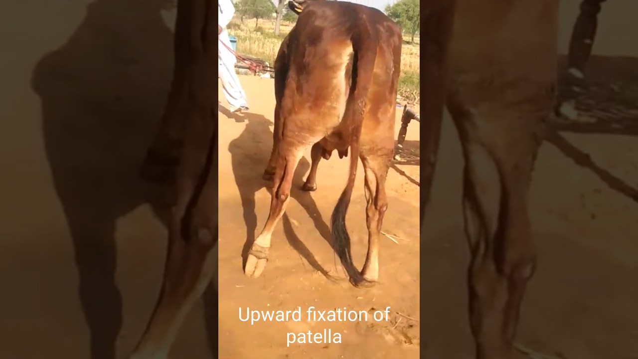 Upward fixation of patella in cow - YouTube