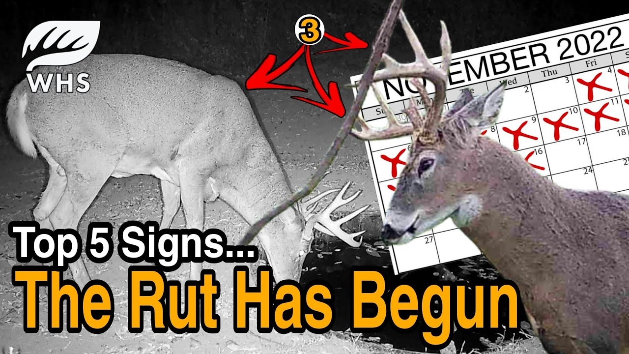 5 Signs The Whitetail Rut Is Beginning - YouTube
