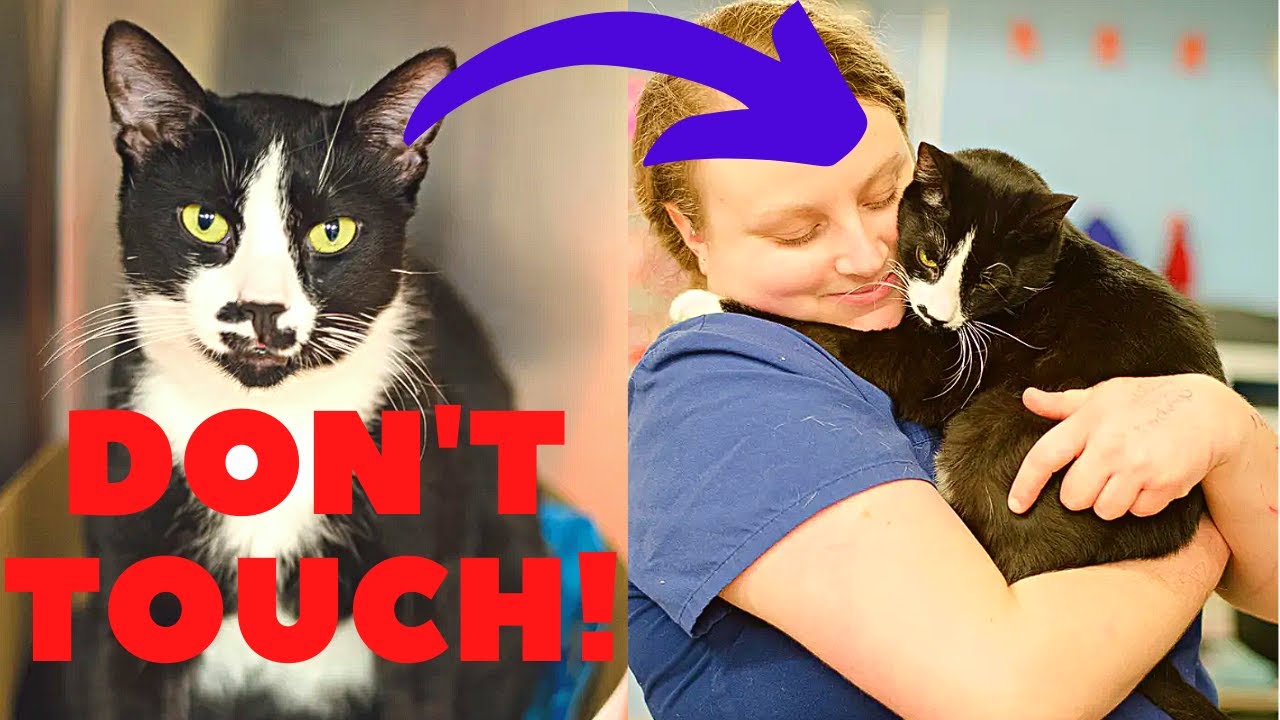 Stray Cat Learns How To Hug After Health Problem - YouTube