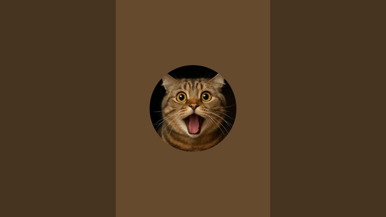 Bro Cat Edit is live! - YouTube