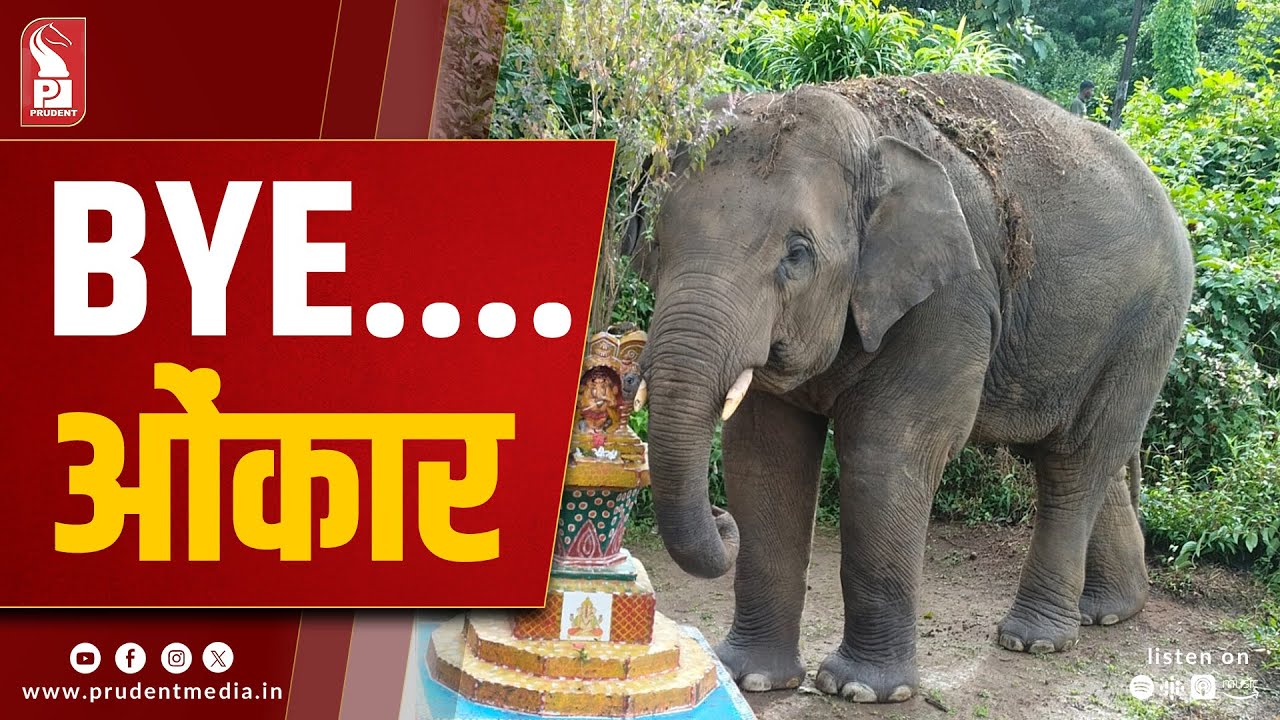 Campaign Launched to Guide ‘Omkar’ Elephant Back to Tilari Forest - YouTube