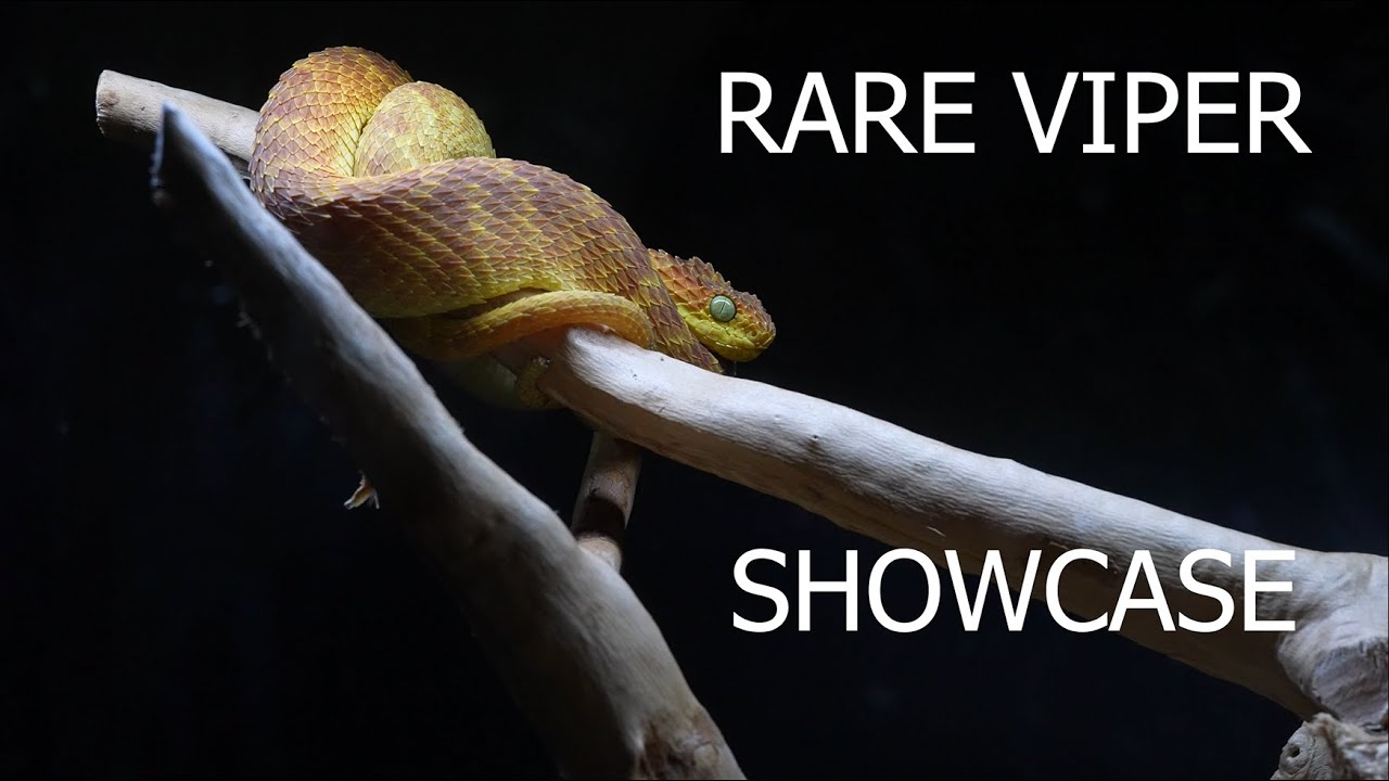 All of my RARE Vipers in one video! - YouTube