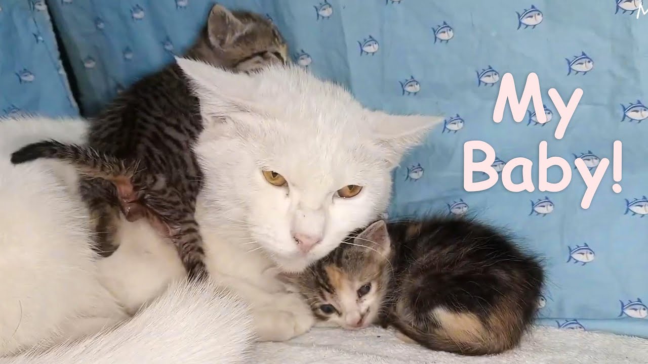 The Adopted Kitten Snuggles Deep into Foster Dad Cat’s Litter 😿 ~ POOR ...