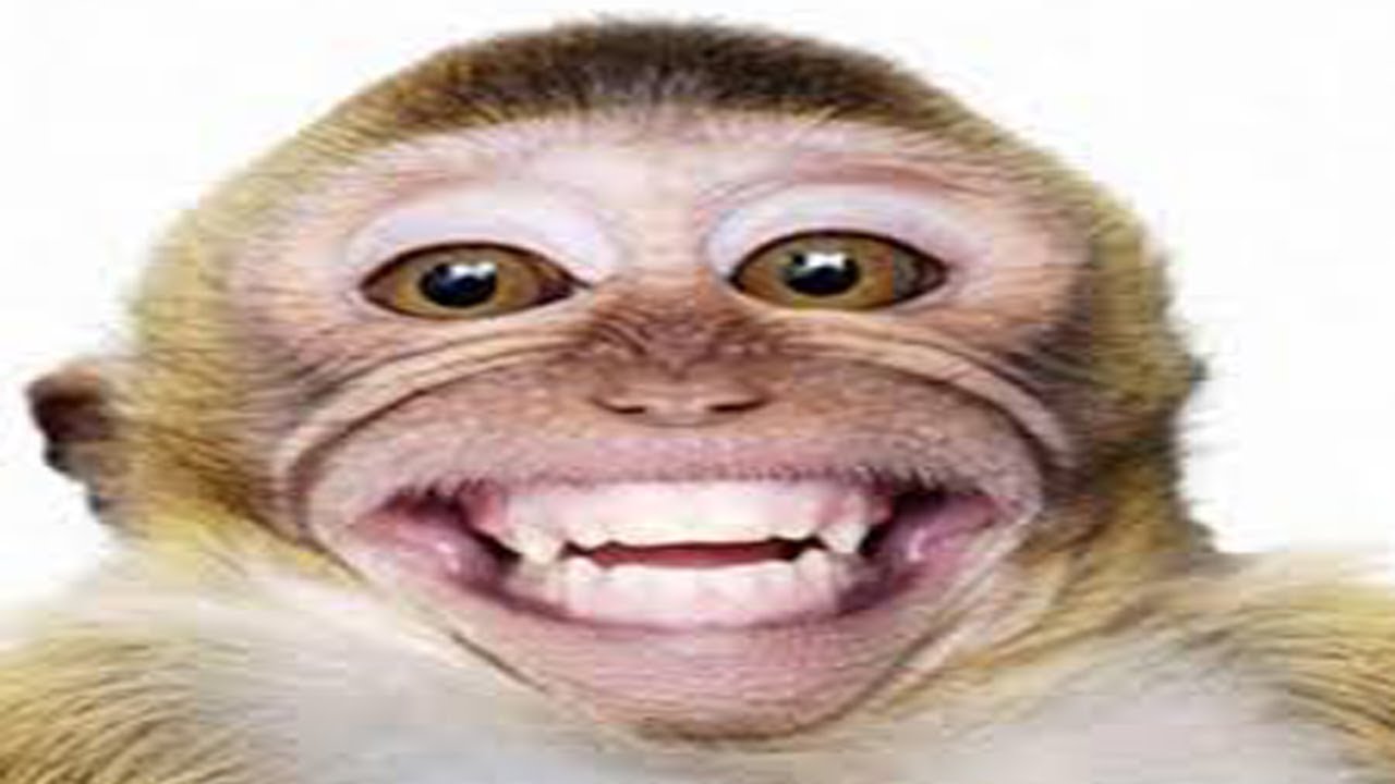 MEME REVIEW: Monki - YouTube