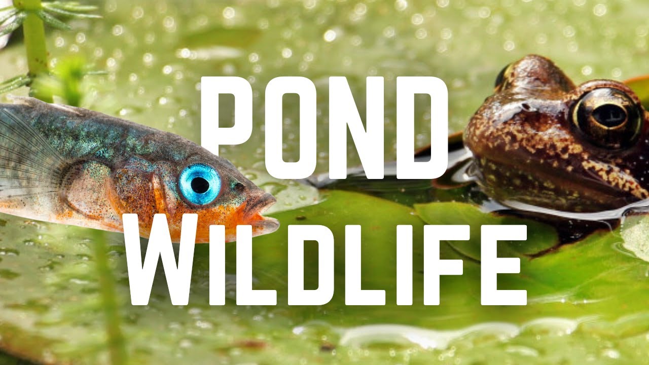 What Wildlife lives in UK Ponds? - YouTube