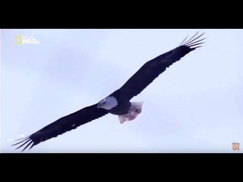 National Geographic Documentary The Greatest Apex Predators on Earth ...