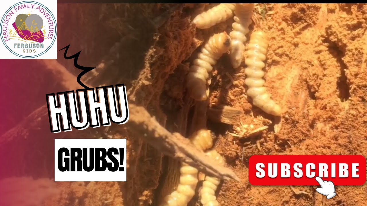 Weird Huhu Bugs Hidden In Rotten Old Log #kidsoutdoors #kidsadventures ...