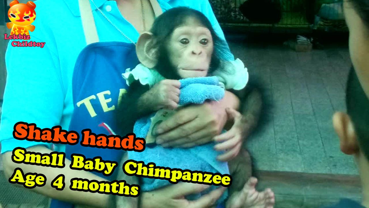 Shake hands with Small Baby Chimpanzee Age 4 months @Samutprakarn Zoo ...