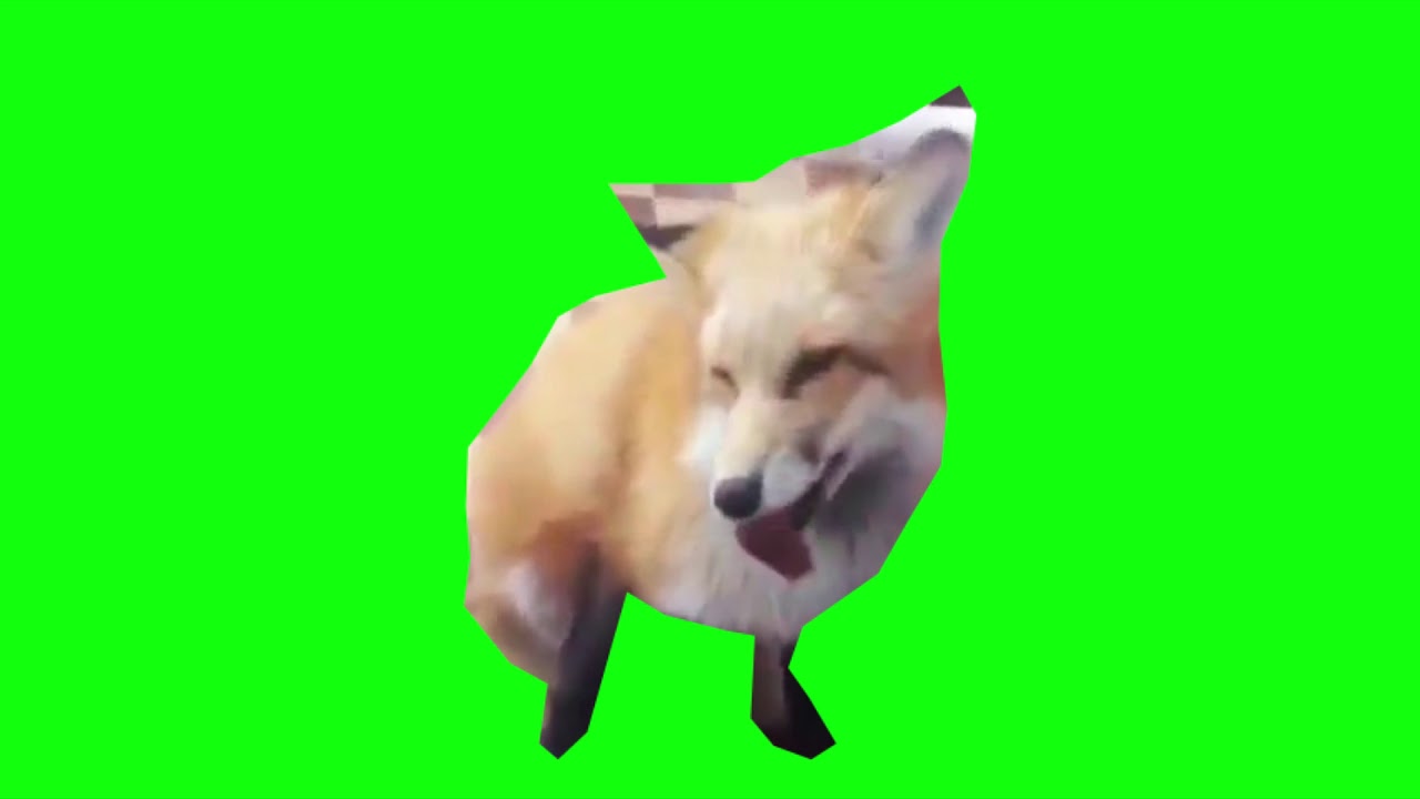green screen fox licking window use at you own risk (for free) - YouTube