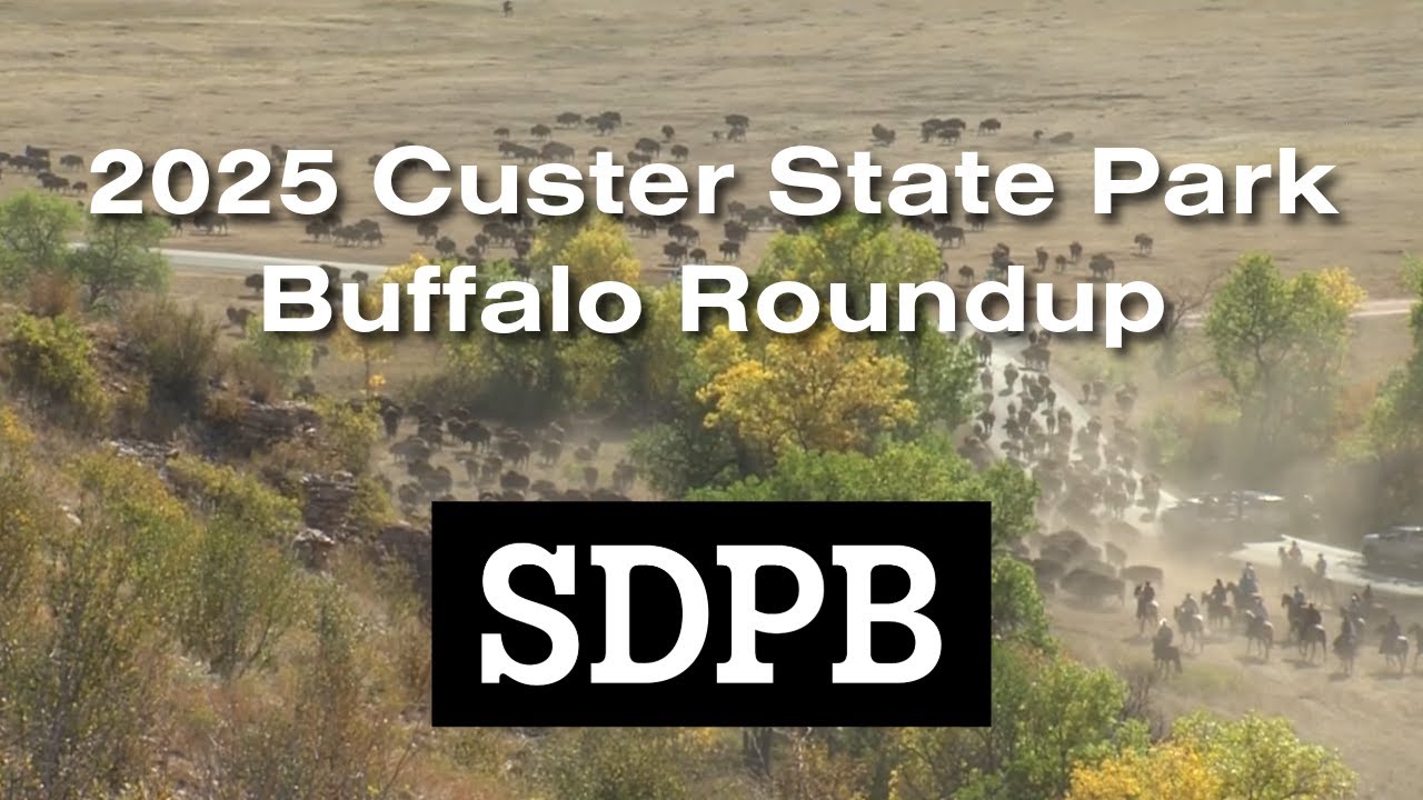 2025 Custer State Park Buffalo Roundup - YouTube