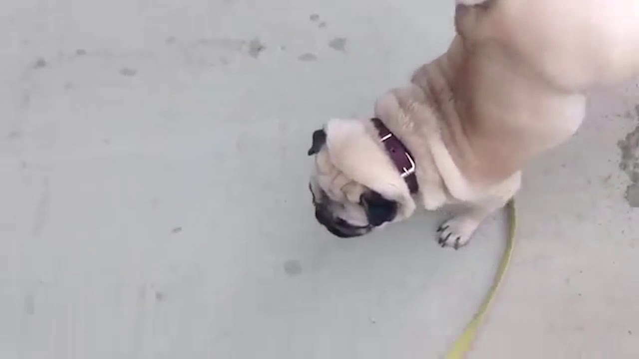 PUG MEA PARADO ROMPE RECORD OLIMPICO - YouTube